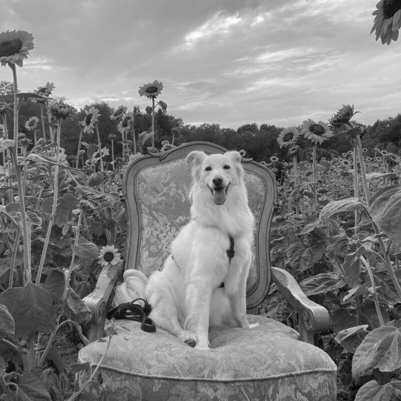 Company: How We Help You Make Better Decisions, Faster | Caddle